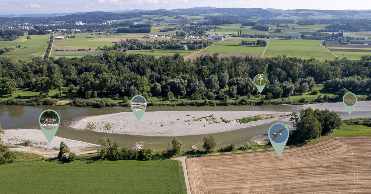 Die Artenvielfalt der Thur entdecken